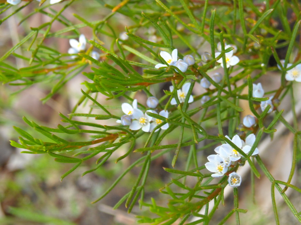 Talbot Road Reserve | Western Australian Naturalists Club