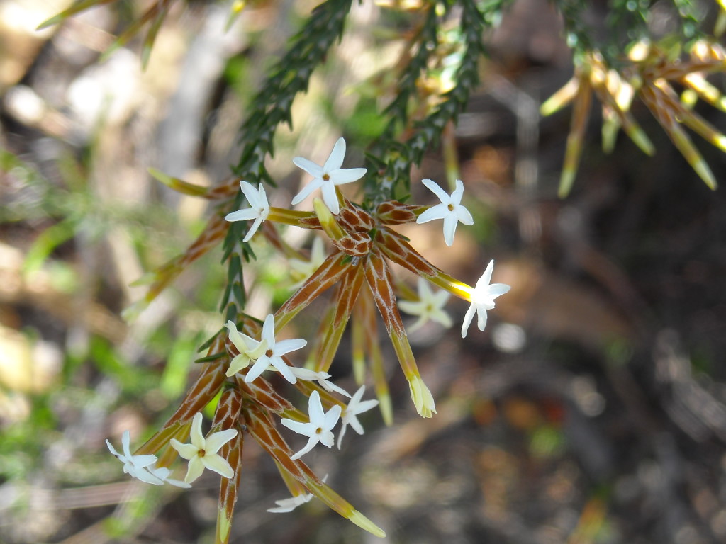 Talbot Road Reserve | Western Australian Naturalists Club
