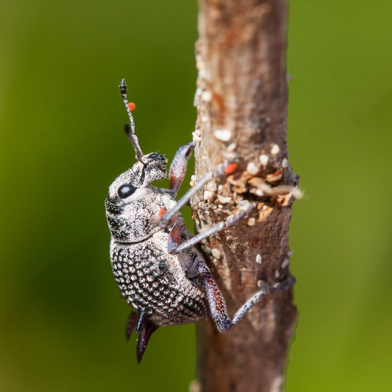 Point Peron Excursion | Western Australian Naturalists Club