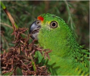 The Western Ground Parrot & The Night Parrot | Western Australian ...