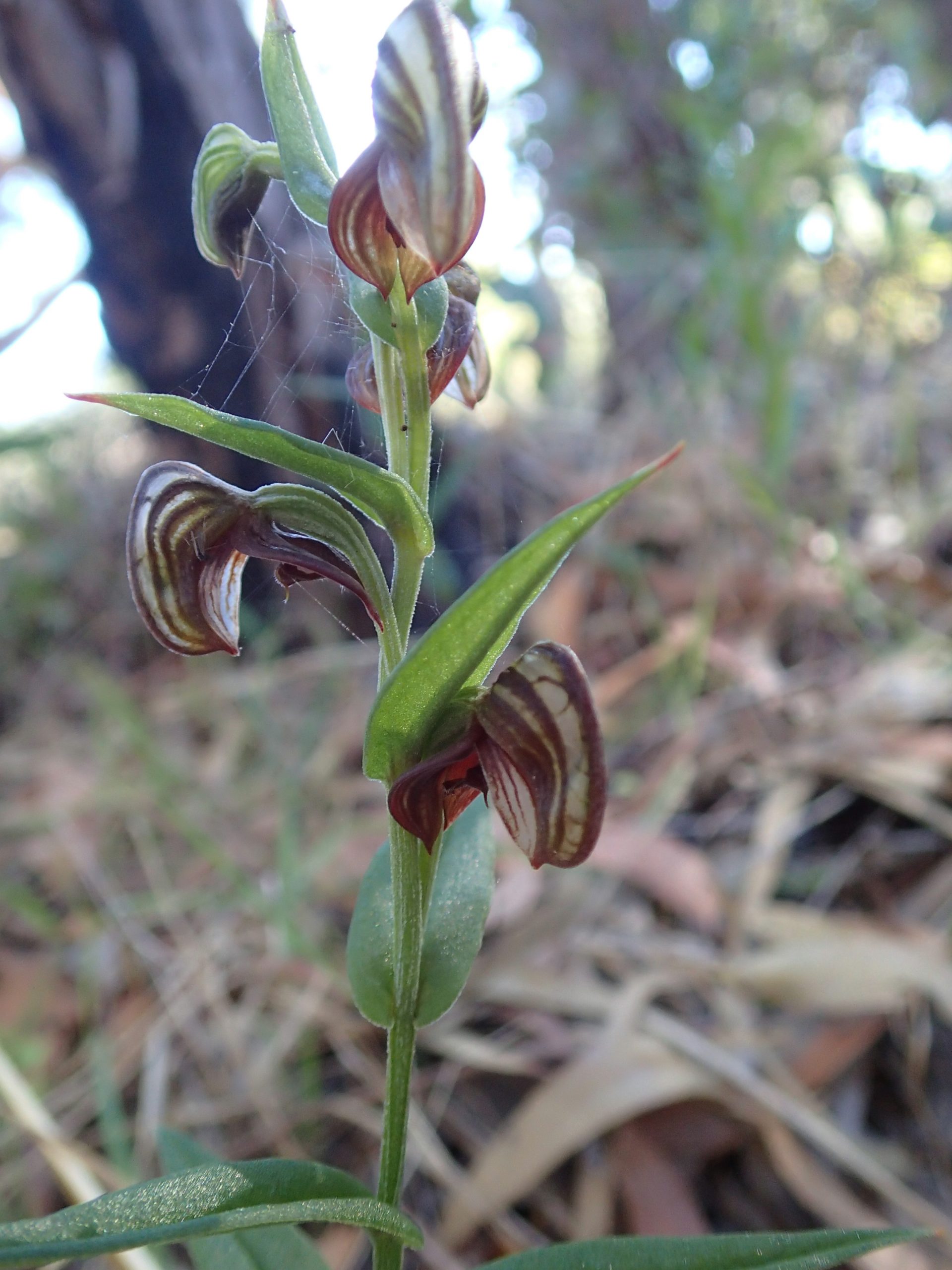 GOLLY WALK: JUNE—STAR SWAMP EXCURSION REPORT for NSB | Western ...