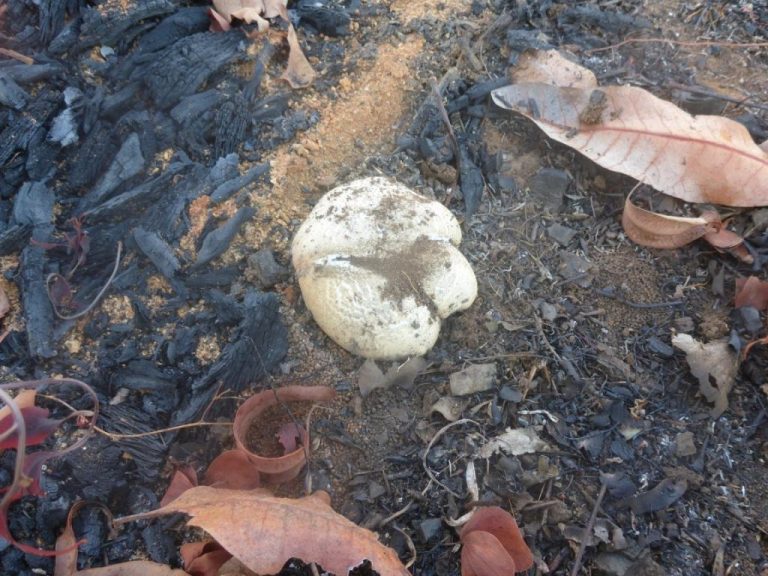 If you are lucky enough to find a Stonemaker Fungus… | Western ...