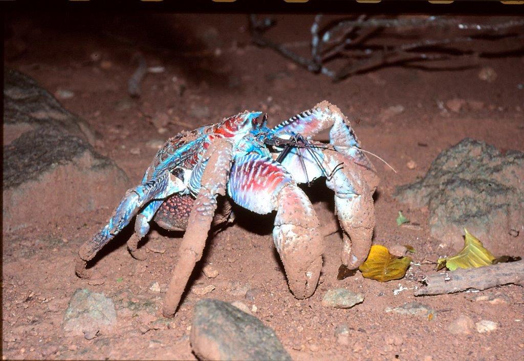Christmas Island, Naturally | Western Australian Naturalists Club