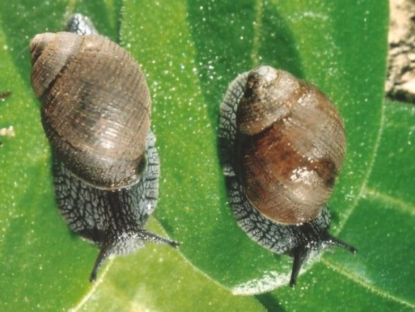 Land Snails Native to Western Australia | Western Australian ...