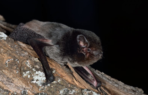 Bats—Our Locals and Their Ecology | Western Australian Naturalists Club