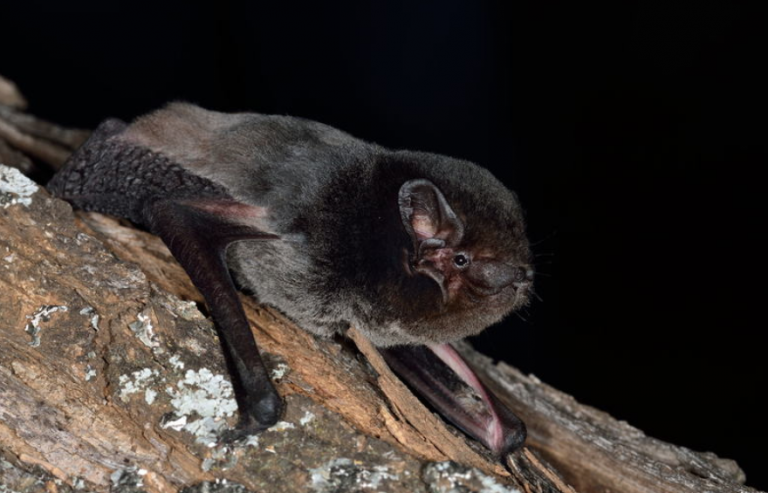 Bats—Our Locals and Their Ecology | Western Australian Naturalists Club