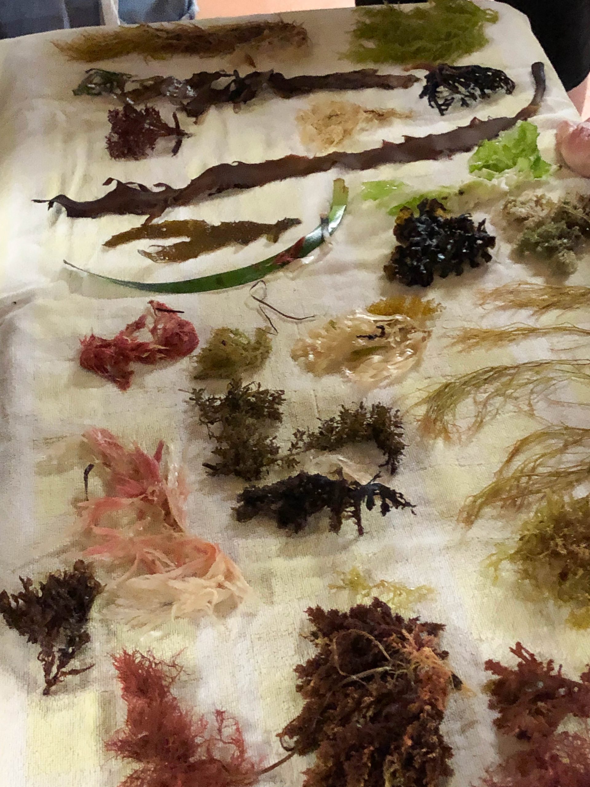Marine Plants | Western Australian Naturalists Club