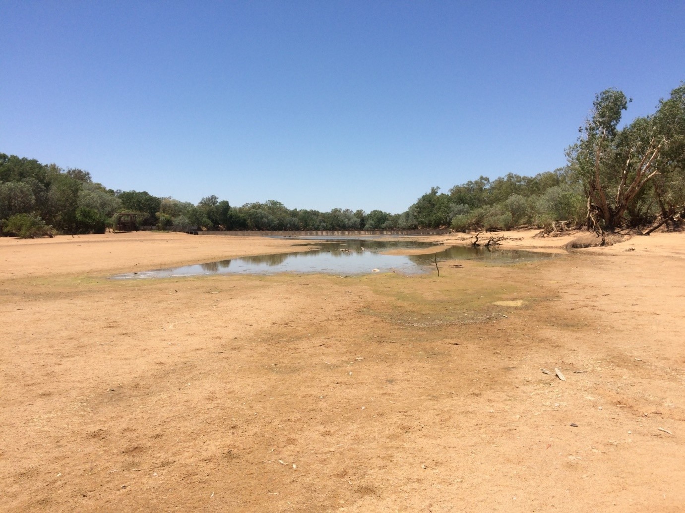 Sawfish of the Kimberley | Western Australian Naturalists Club