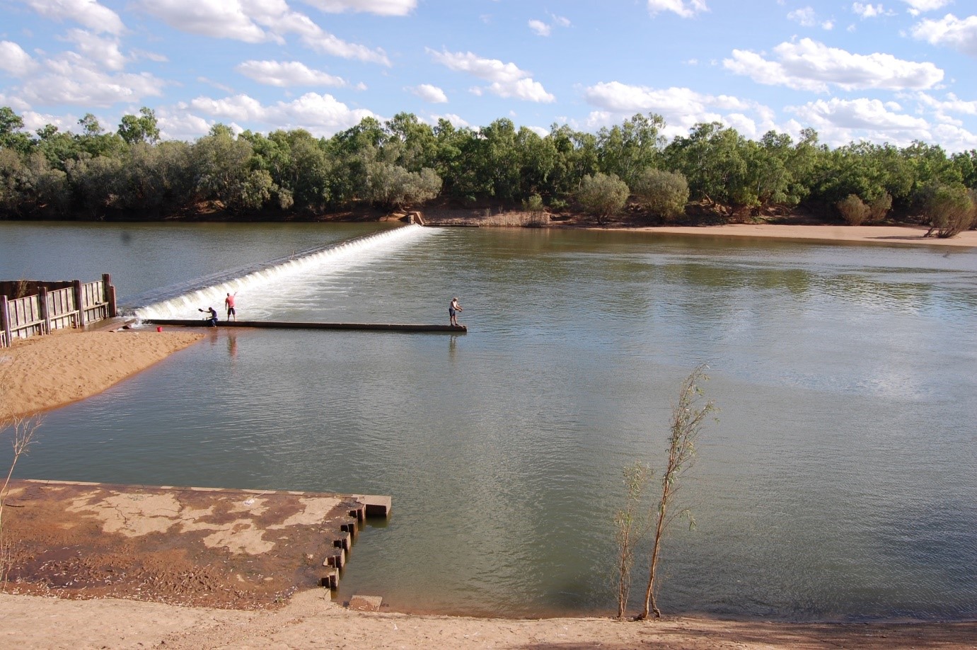 Sawfish of the Kimberley | Western Australian Naturalists Club