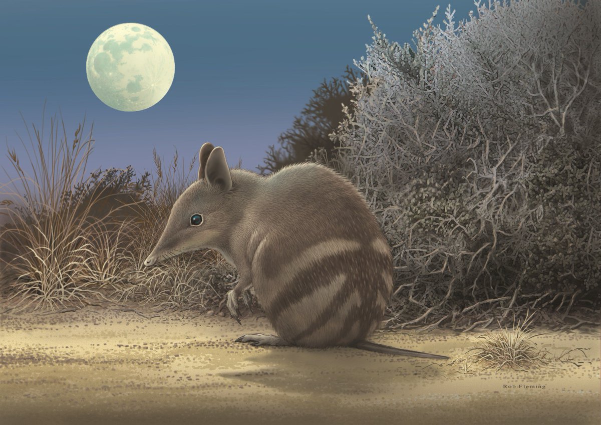 Travel Across The World For Bandicoot Treasures | Western Australian ...