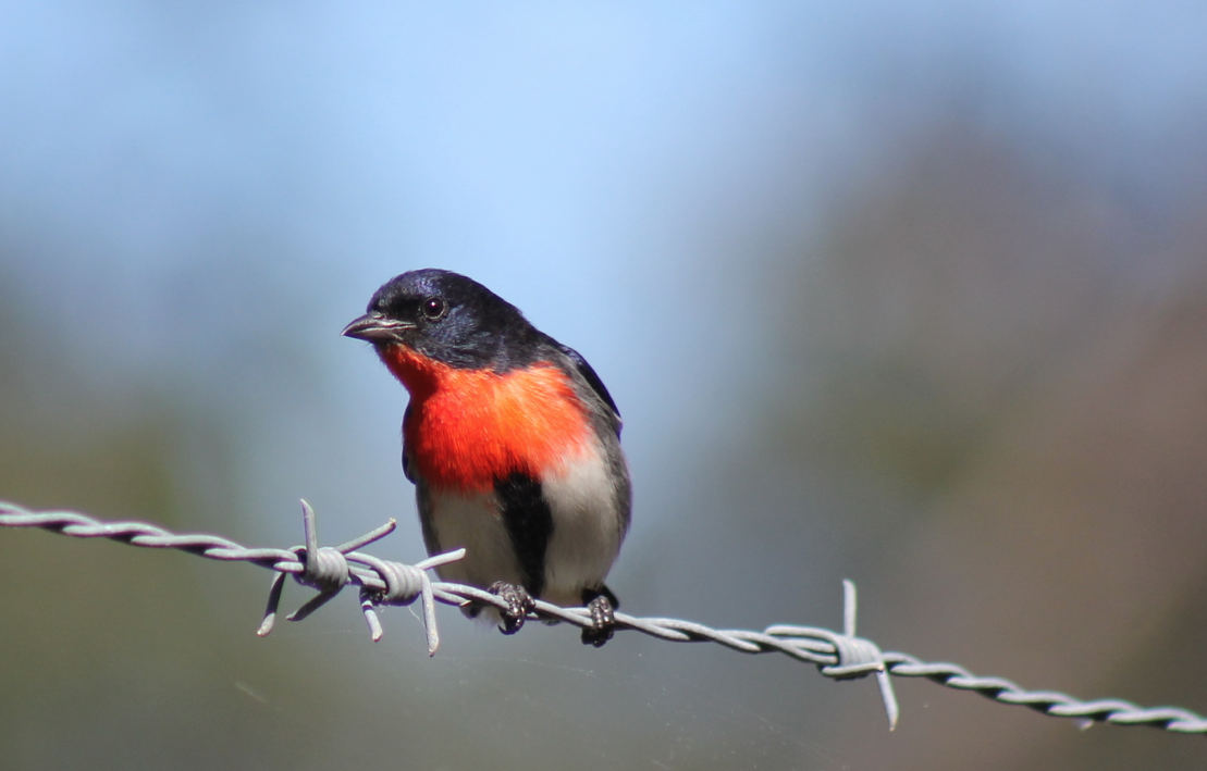 Mistletoe bird by RAchel Green August 2018 | Western Australian ...
