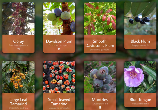 Edible Australian Bush Tucker Plants | Western Australian Naturalists Club