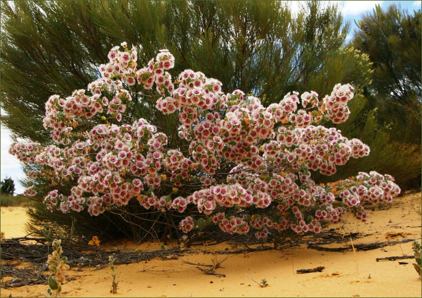 ‘Red Trees’ at Anthill | Western Australian Naturalists Club