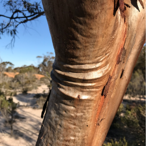 Three days at Kulin | Western Australian Naturalists Club