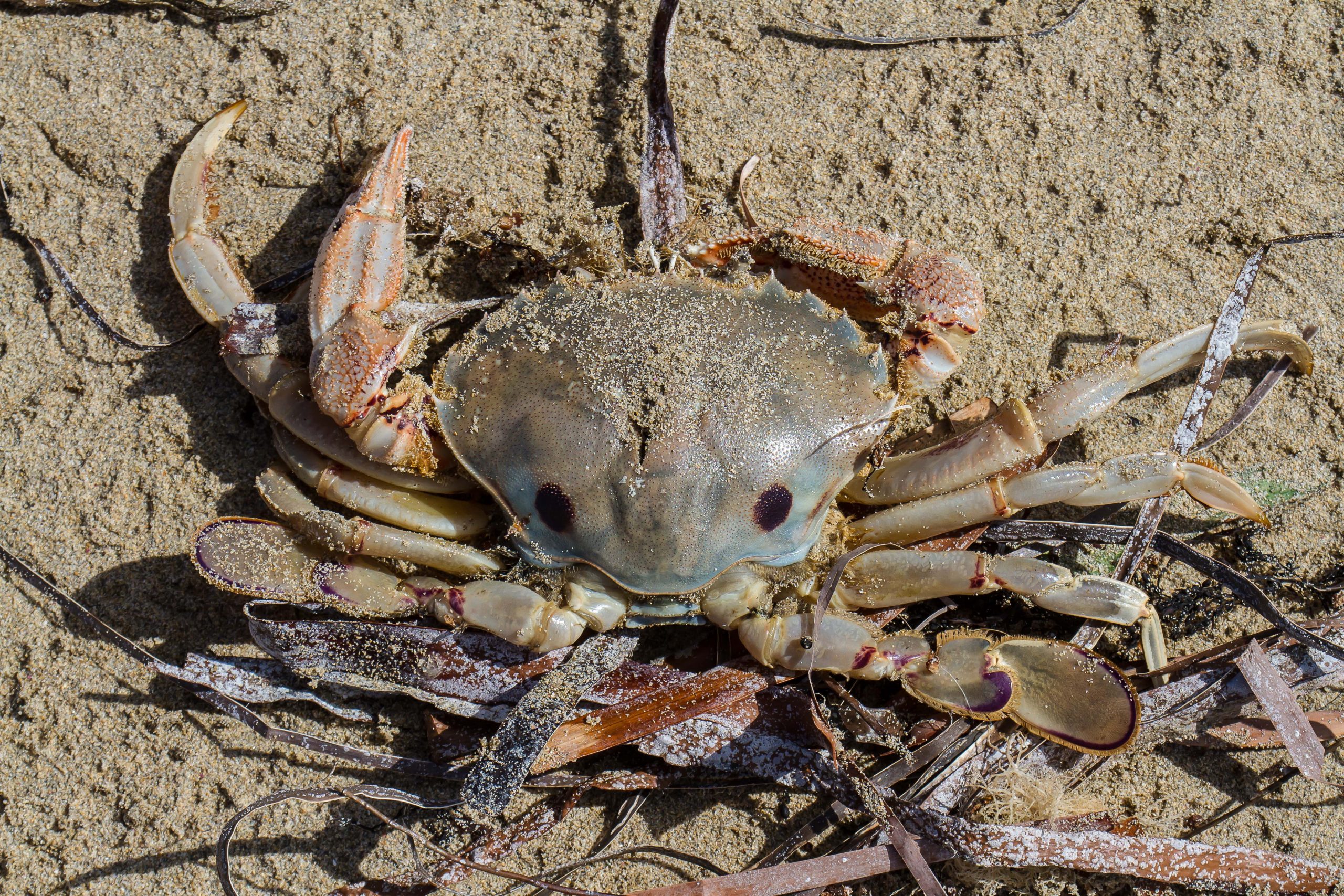 Beach Sweep Shoalwater Foreshore | Western Australian Naturalists Club
