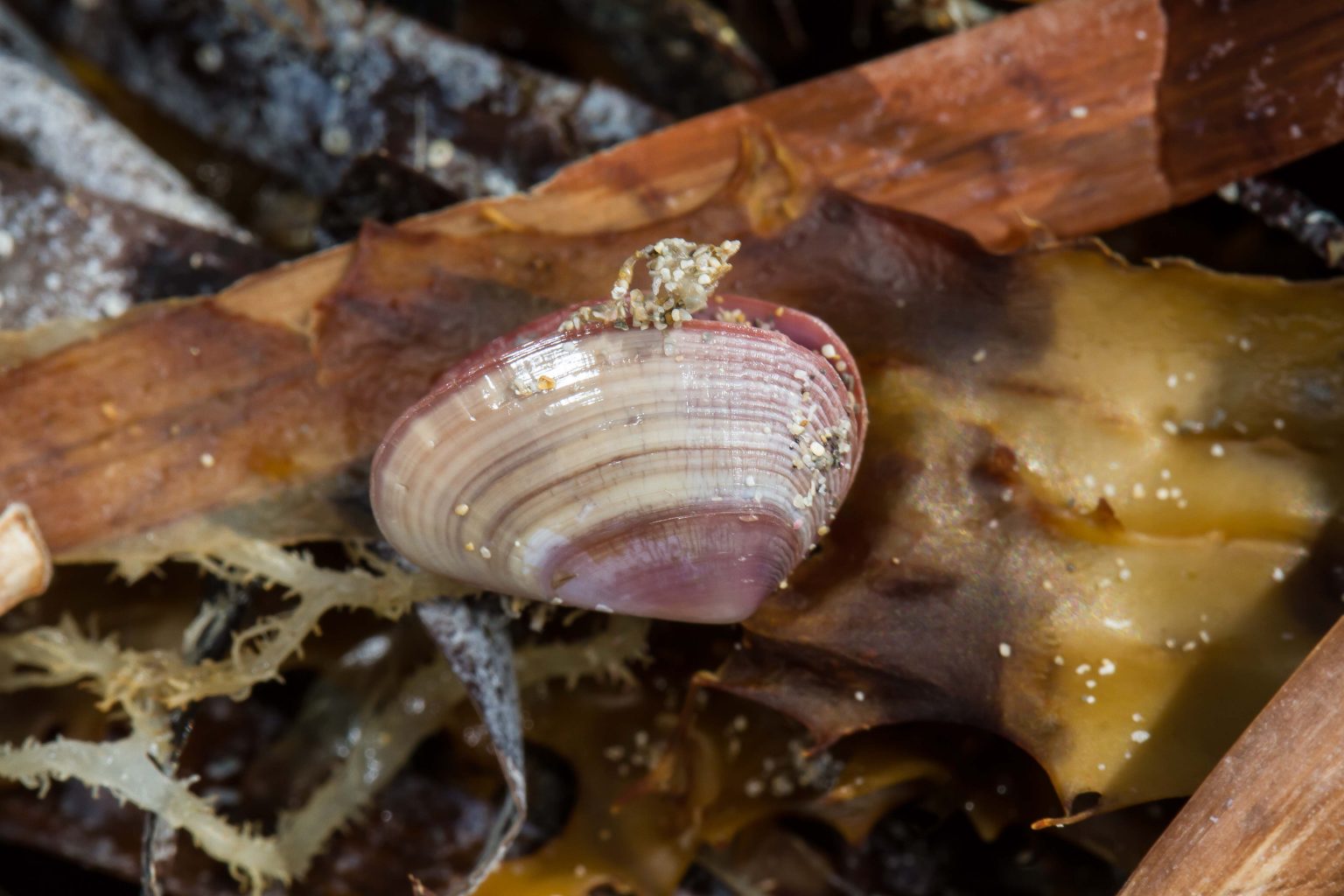 Beach Sweep Shoalwater Foreshore | Western Australian Naturalists Club