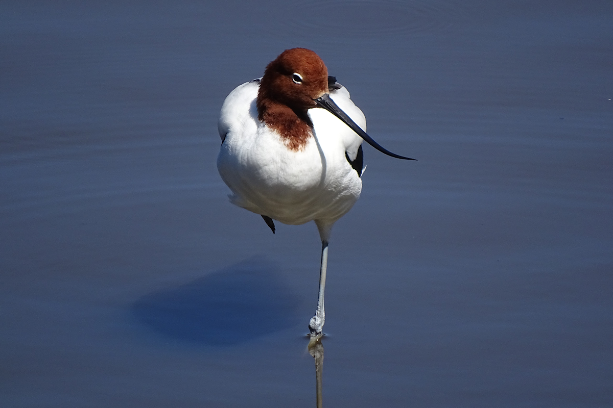 Lake Claremont | Western Australian Naturalists Club