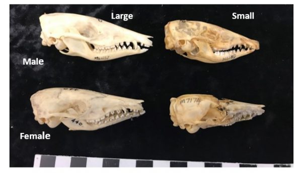 Bandicoot Sleuthing | Western Australian Naturalists Club