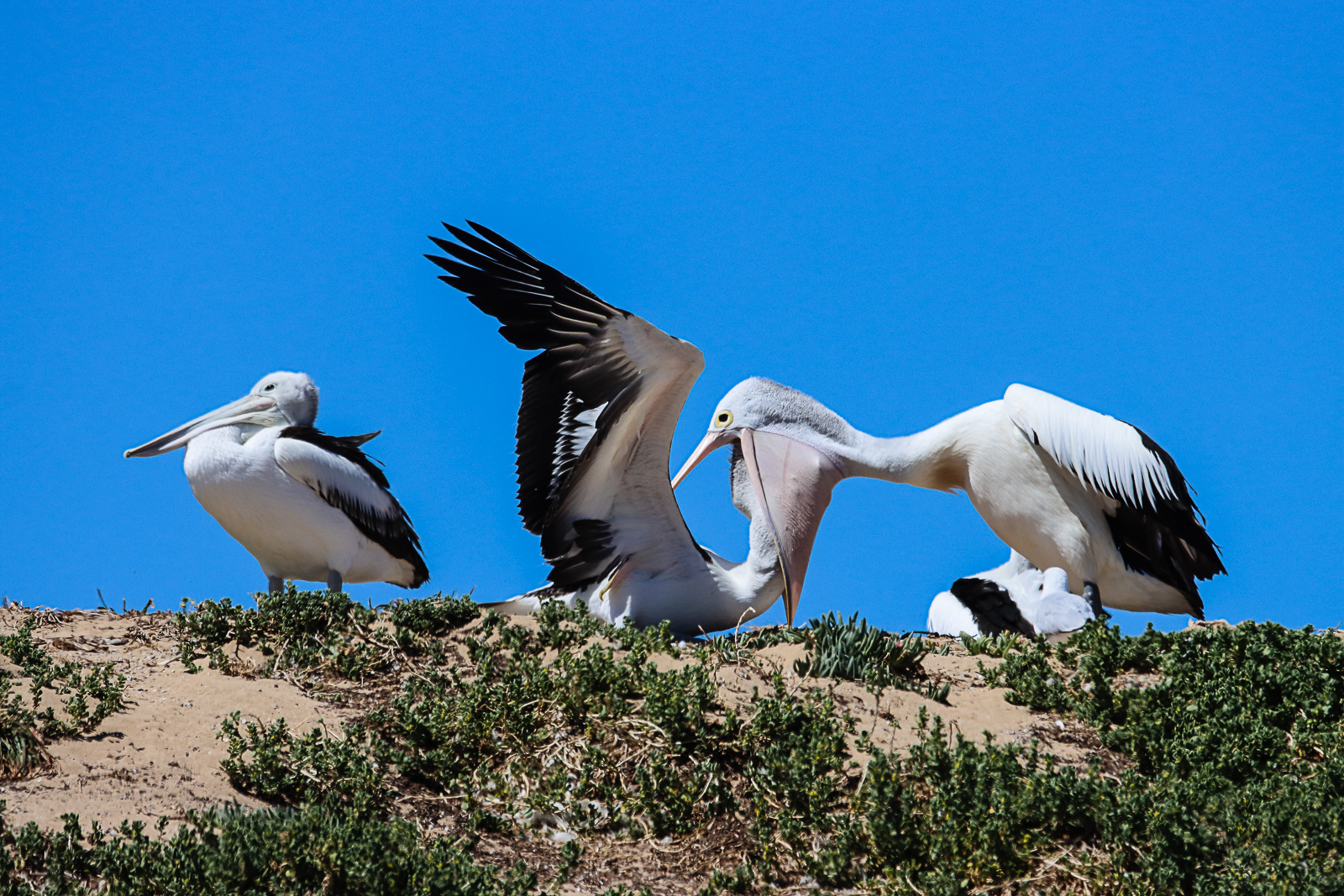 Field Trip to Penguin Island | Western Australian Naturalists Club