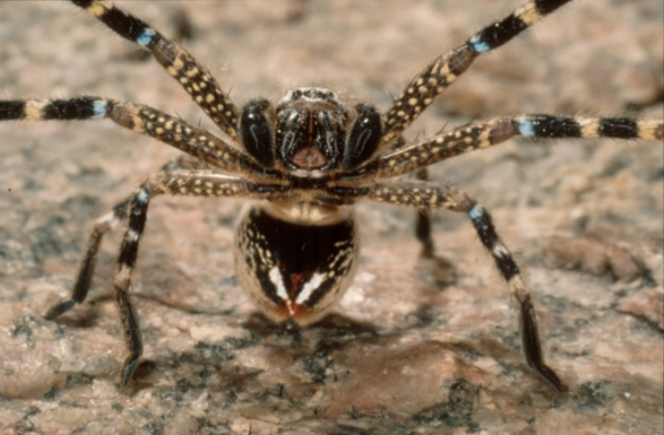 Spiders and other Creepy Crawlies of the Perth Region | Western ...