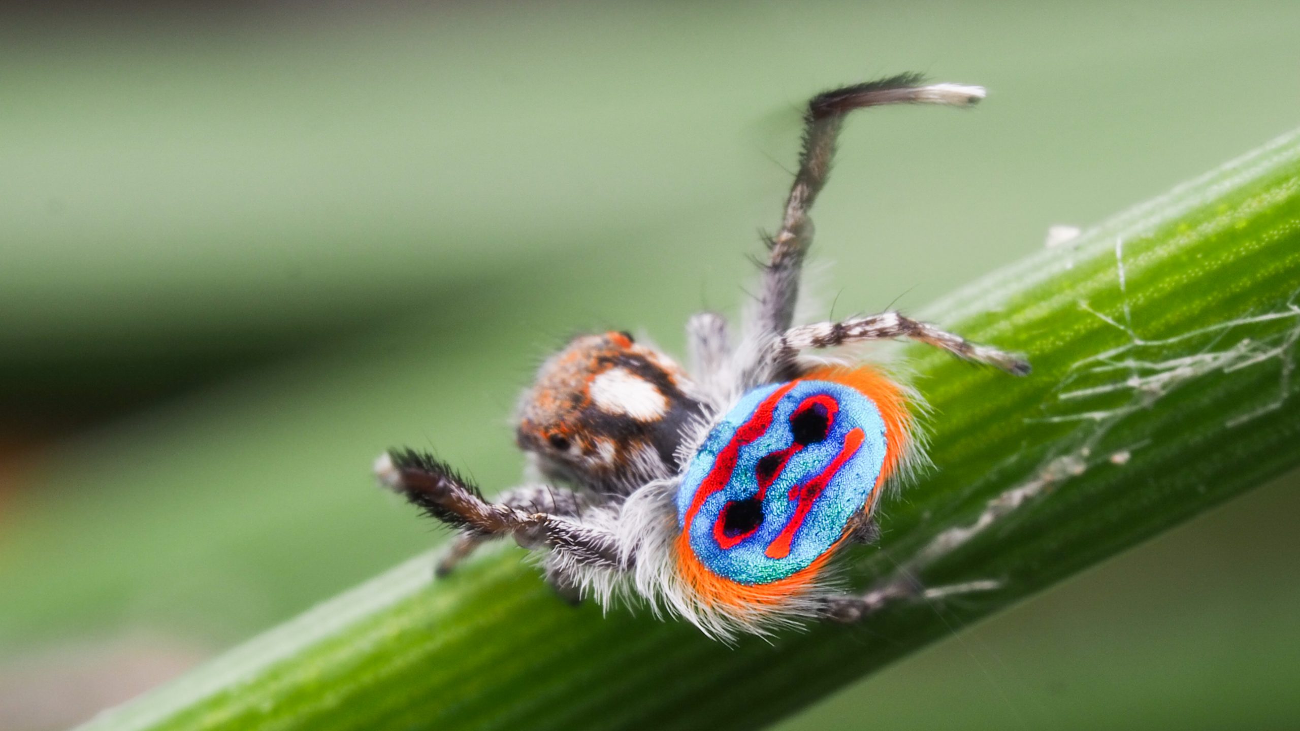 My Journey with Peacock Spiders¦Dr Mathew Hourston | Western Australian ...