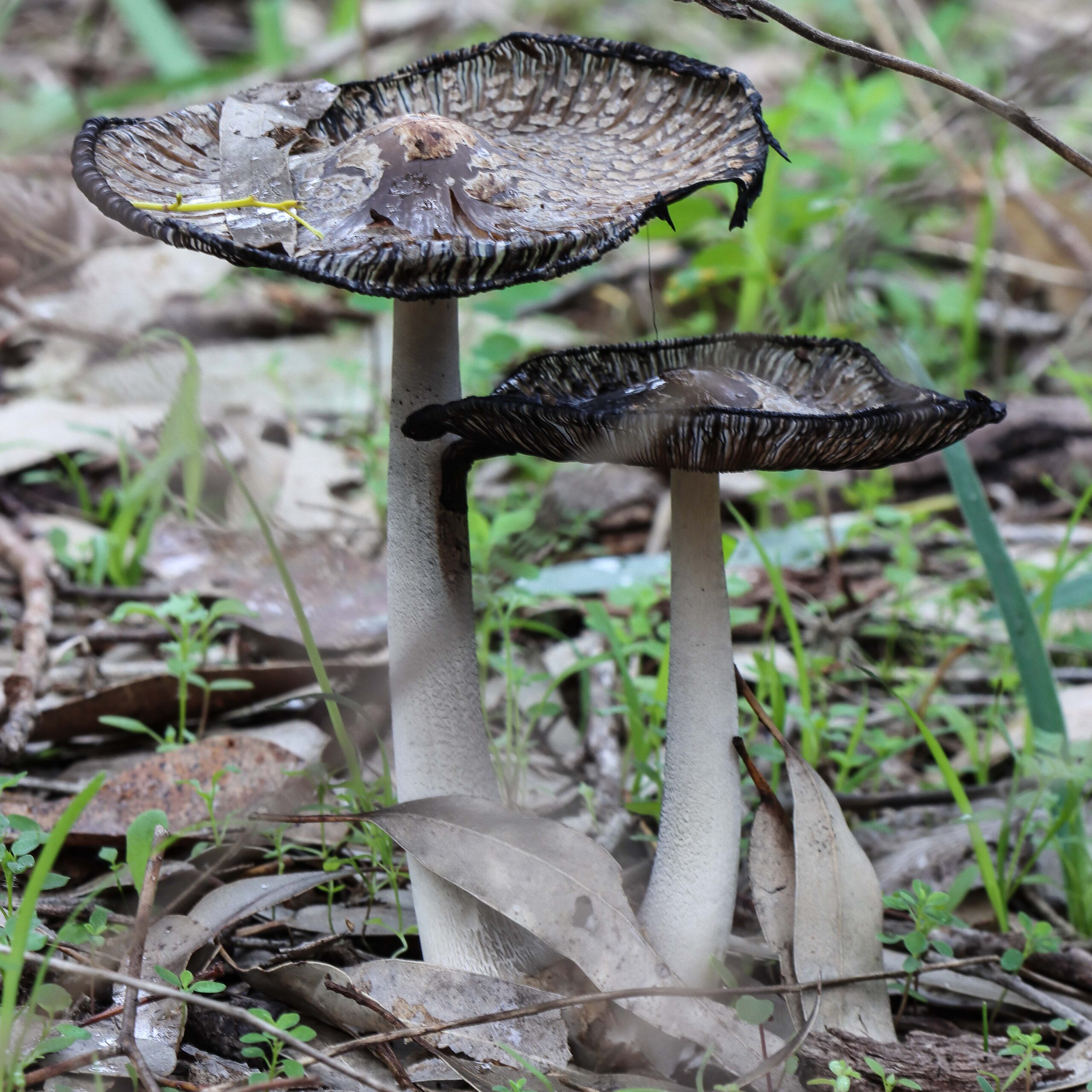 Fungi Walk: Paganoni Reserve | Western Australian Naturalists Club