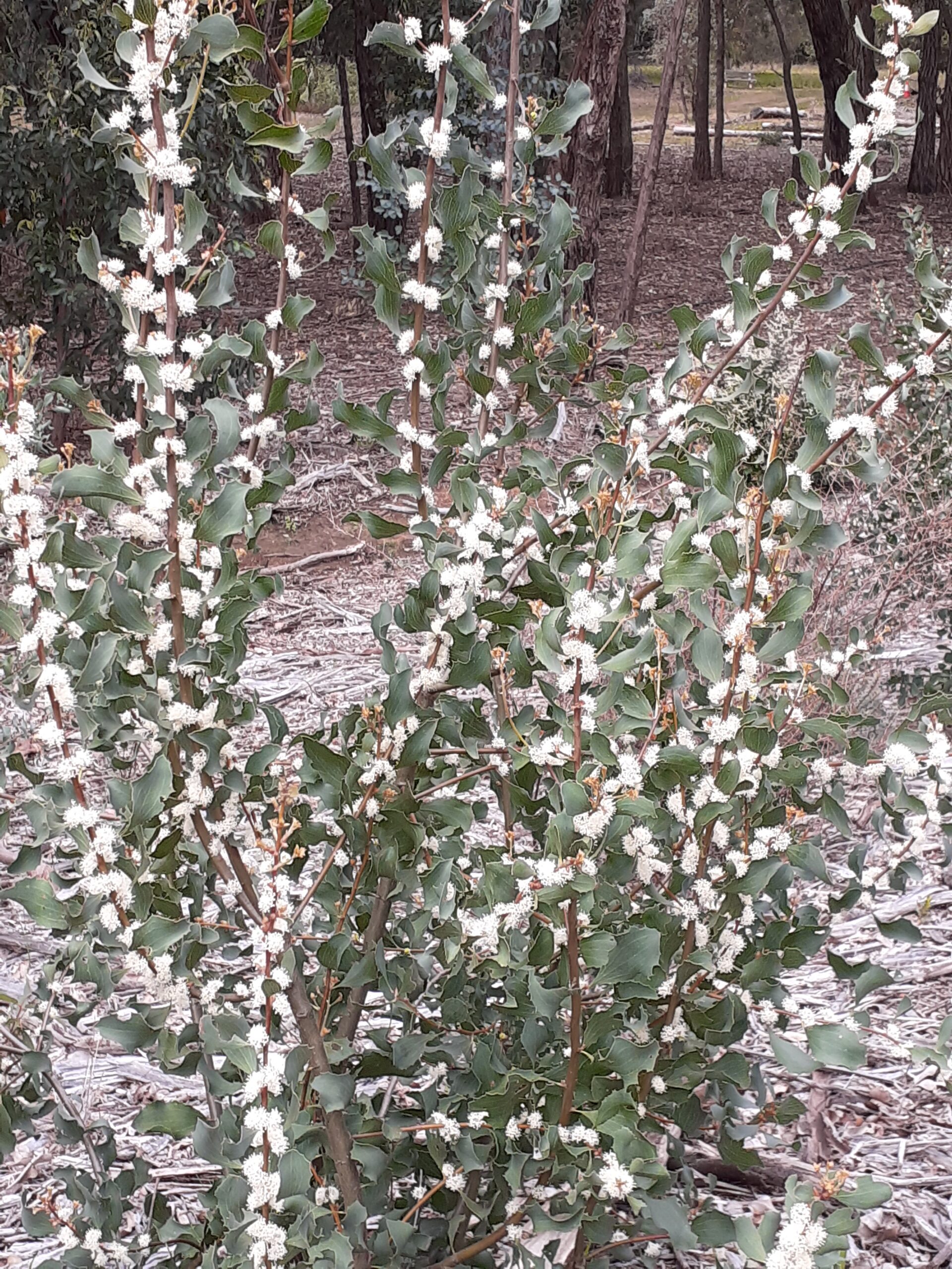 Showcasing Bush Rehabilitation Best Practice at Jorgensen Park ...