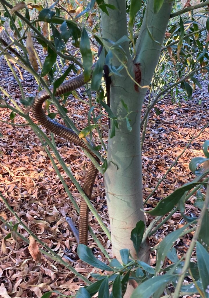 January BBQ and Social | Western Australian Naturalists Club