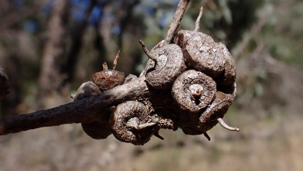 Kulbardi Walk | Western Australian Naturalists Club