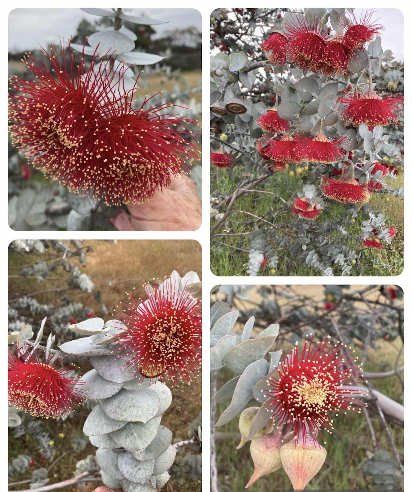 Dryandra Woodlands¦Darling Range Branch Visit | Western Australian ...