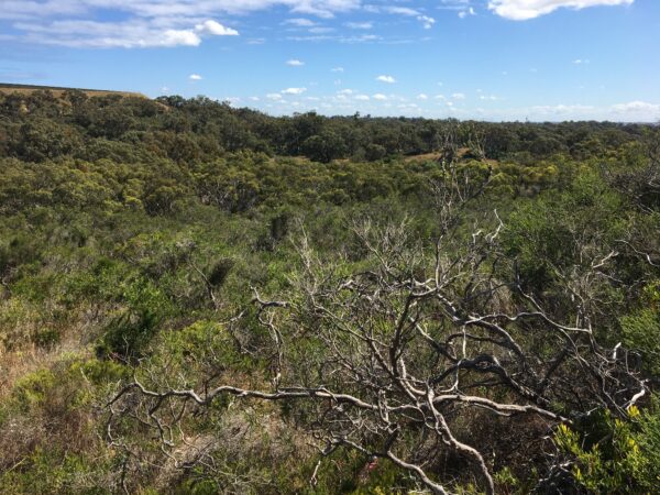 Kulbardi Walk | Western Australian Naturalists Club