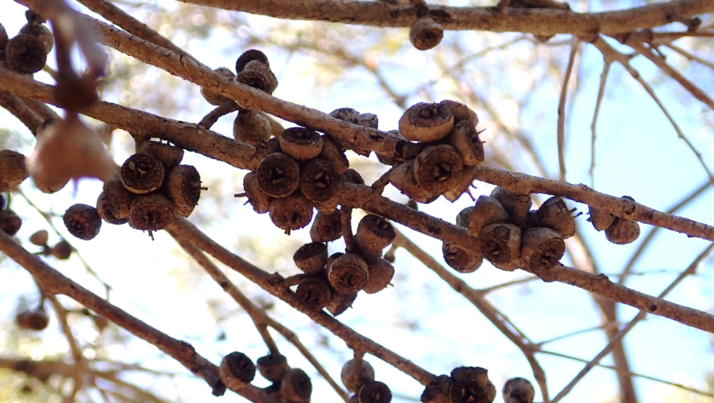 Kulbardi Walk | Western Australian Naturalists Club
