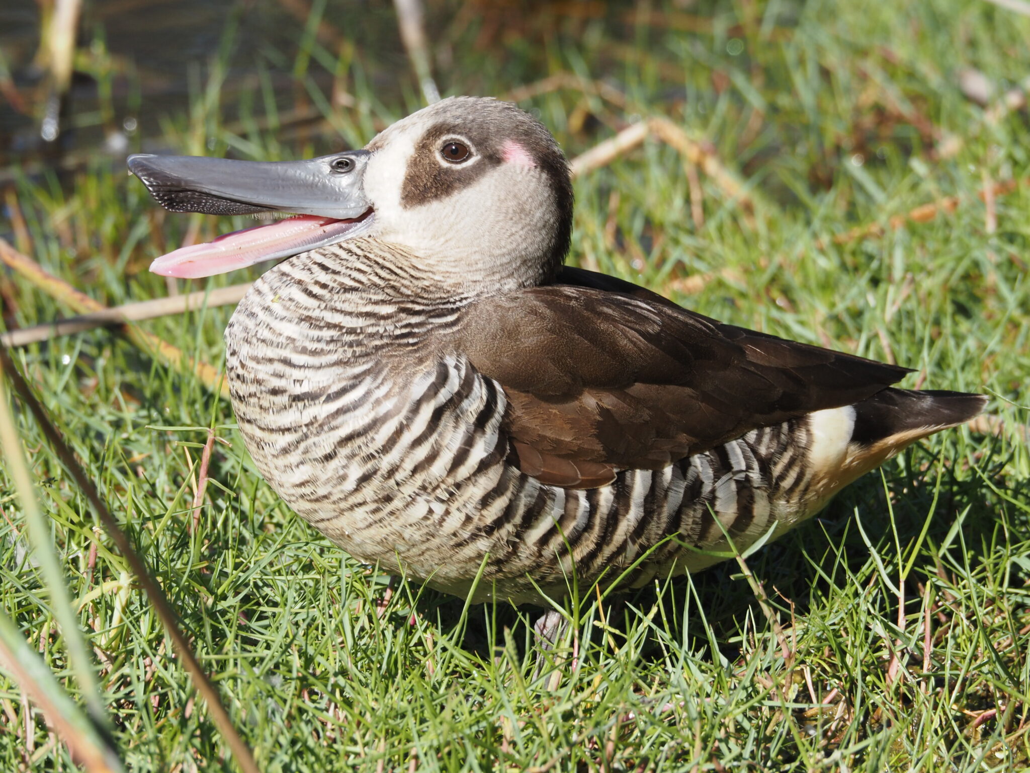 Annual Digital Photo Competition | Western Australian Naturalists Club