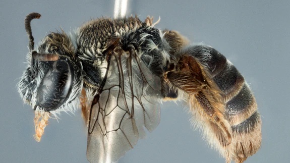 New Native Bee Species with Distinctive ‘snout’ Discovered in Perth’s ...