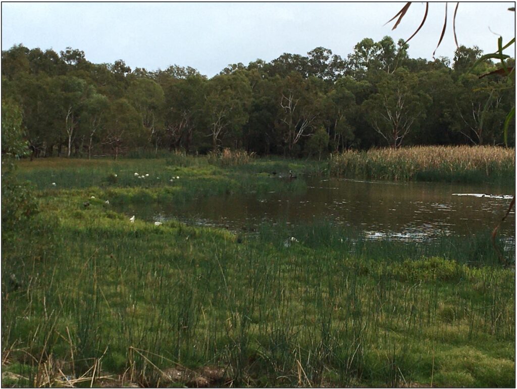 Perry Lakes Golly Walk | Western Australian Naturalists Club
