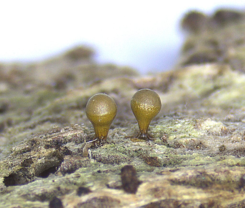 Slime Moulds | Western Australian Naturalists Club