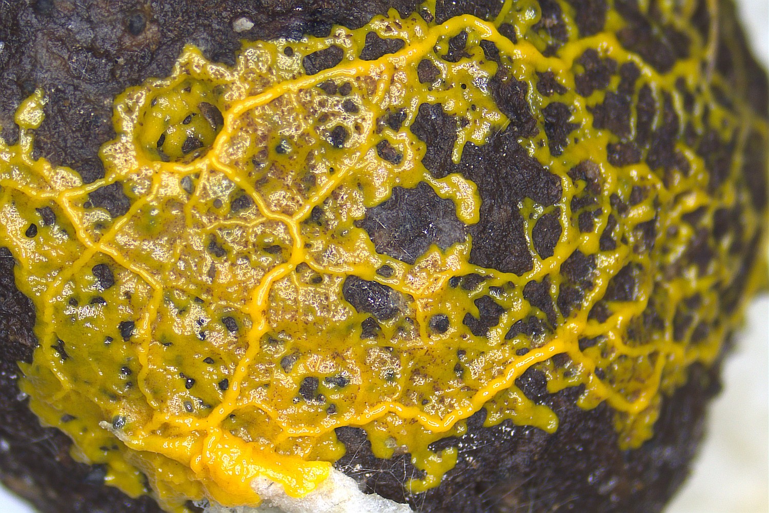 Slime Moulds | Western Australian Naturalists Club