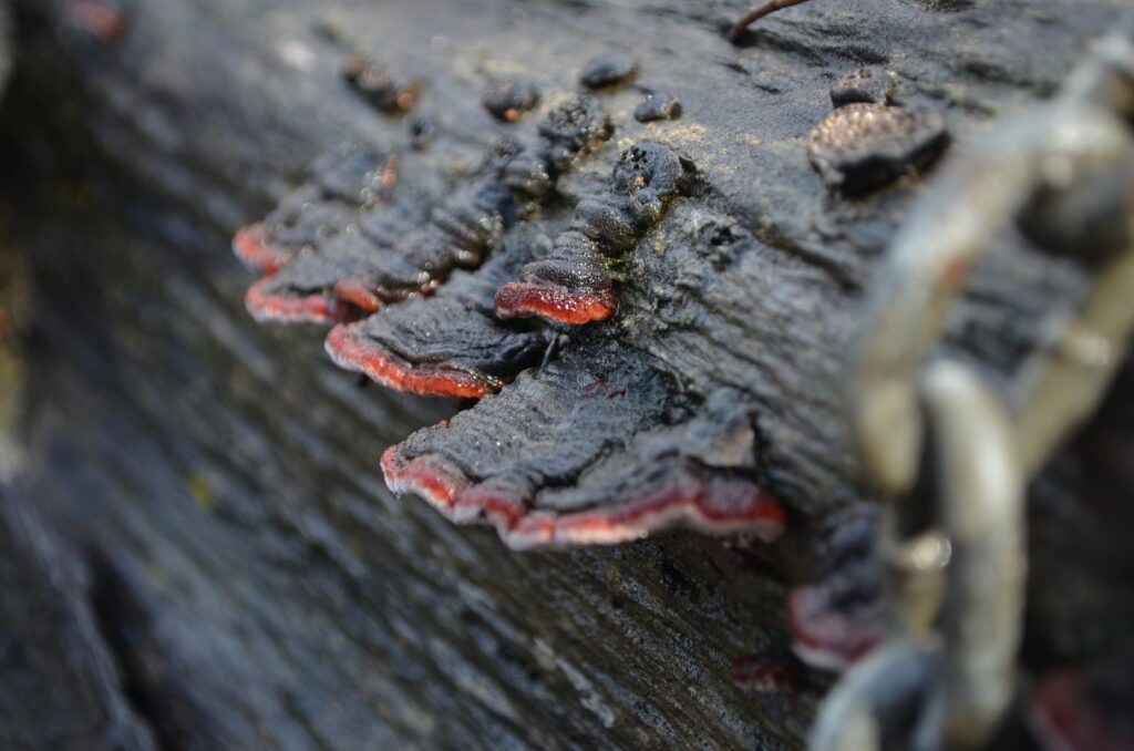 Yunderup Invertebrate Survey (Cooleenup Island) | Western Australian ...