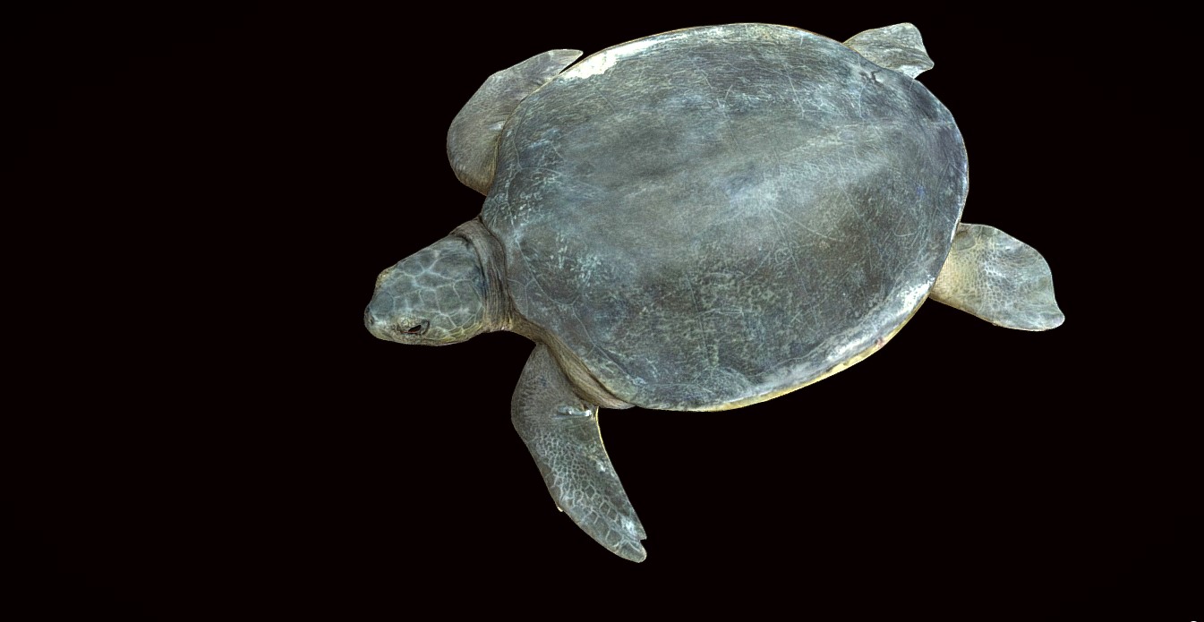 The Endemic Flatback Turtle¦Our Matildas of the Sea | Western ...