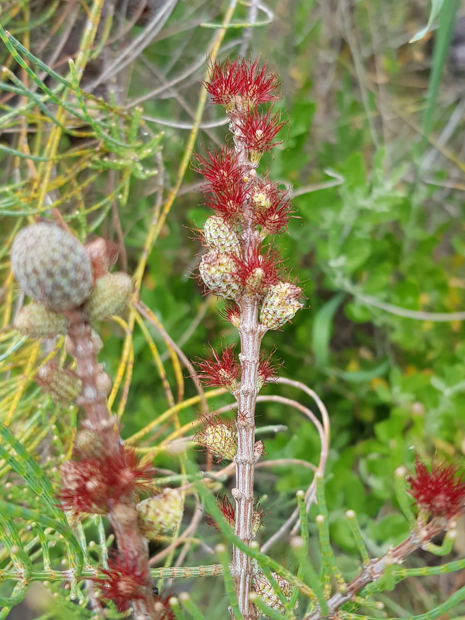 Glorious Grasstrees and other Flora at Star Swamp Reserve | Western ...