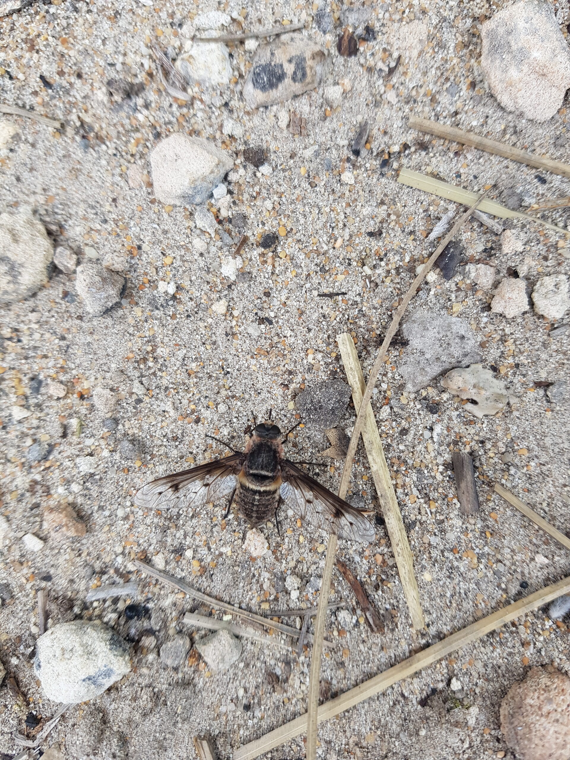 Glorious Grasstrees and other Flora at Star Swamp Reserve | Western ...