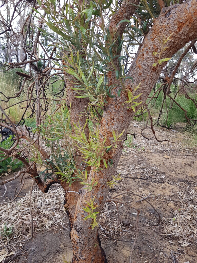 Glorious Grasstrees and other Flora at Star Swamp Reserve | Western ...