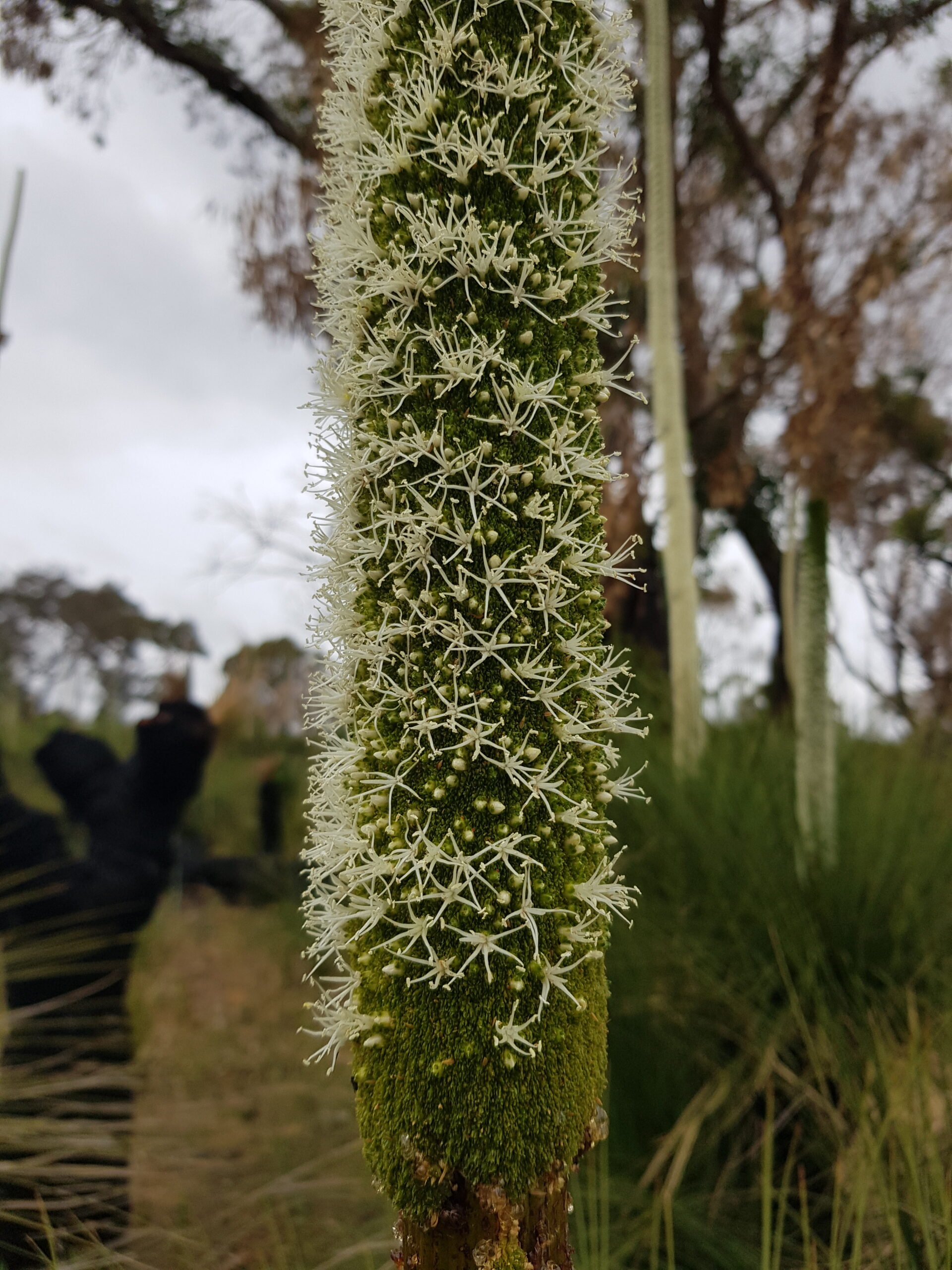 Glorious Grasstrees and other Flora at Star Swamp Reserve | Western ...