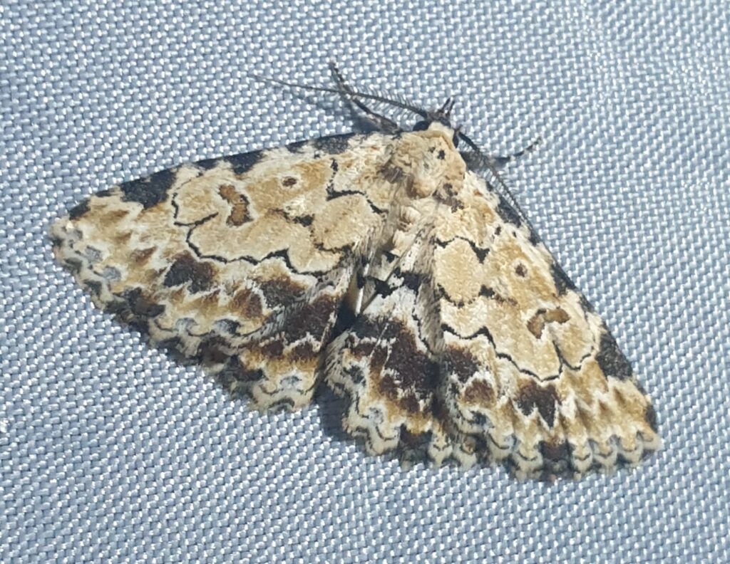 Dryandra Woodland National Park | Western Australian Naturalists Club