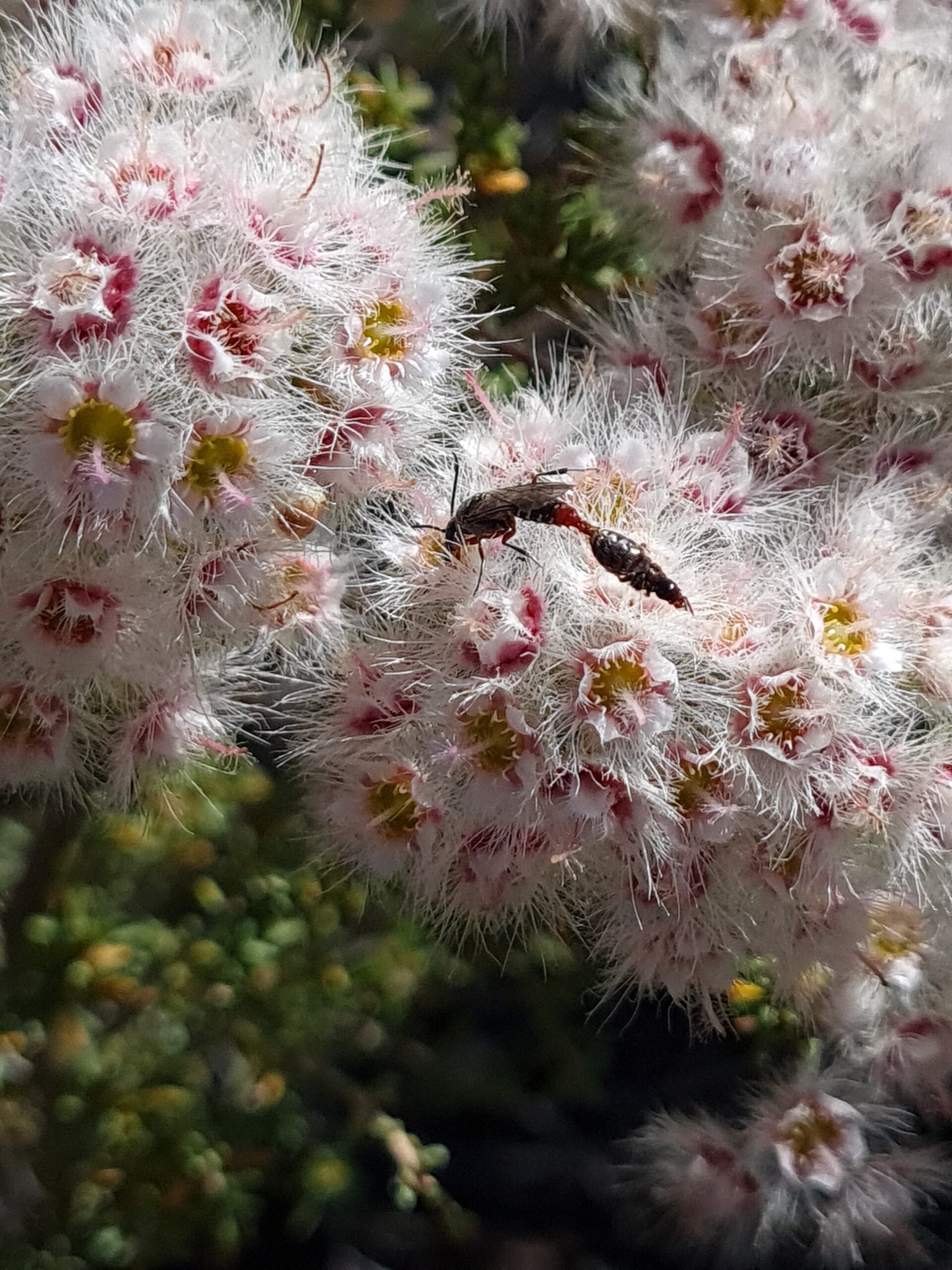 Wongan Hills Excursion 27-29 October 2023 | Western Australian ...