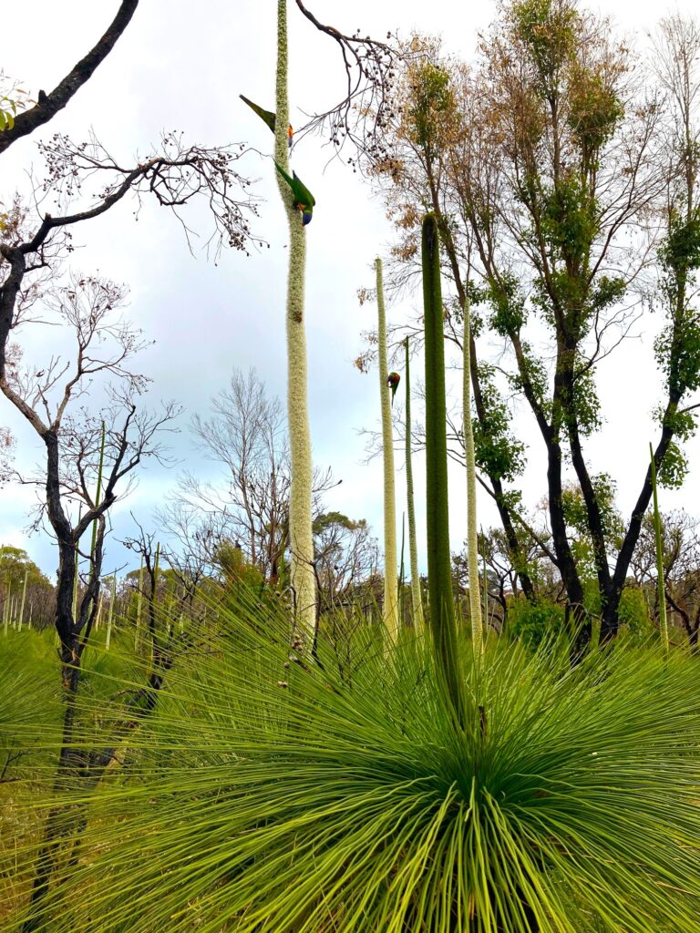 Glorious Grasstrees and other Flora at Star Swamp Reserve | Western ...