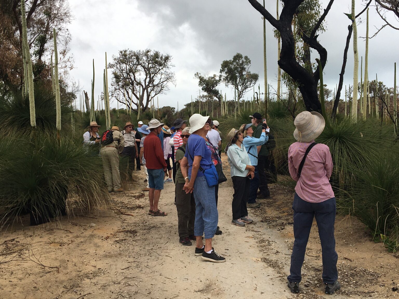 Glorious Grasstrees and other Flora at Star Swamp Reserve | Western ...