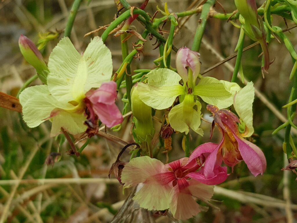 Glorious Grasstrees and other Flora at Star Swamp Reserve | Western ...