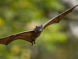 DRB Presents: Kelly Sheldrick (CCWA) speaking on the Bat Monitoring ...