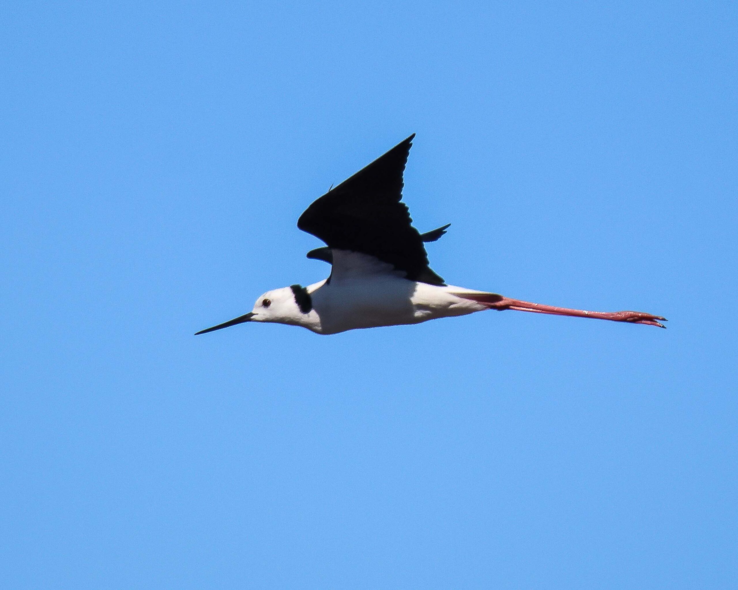 Creery Wetlands Walk | Western Australian Naturalists Club